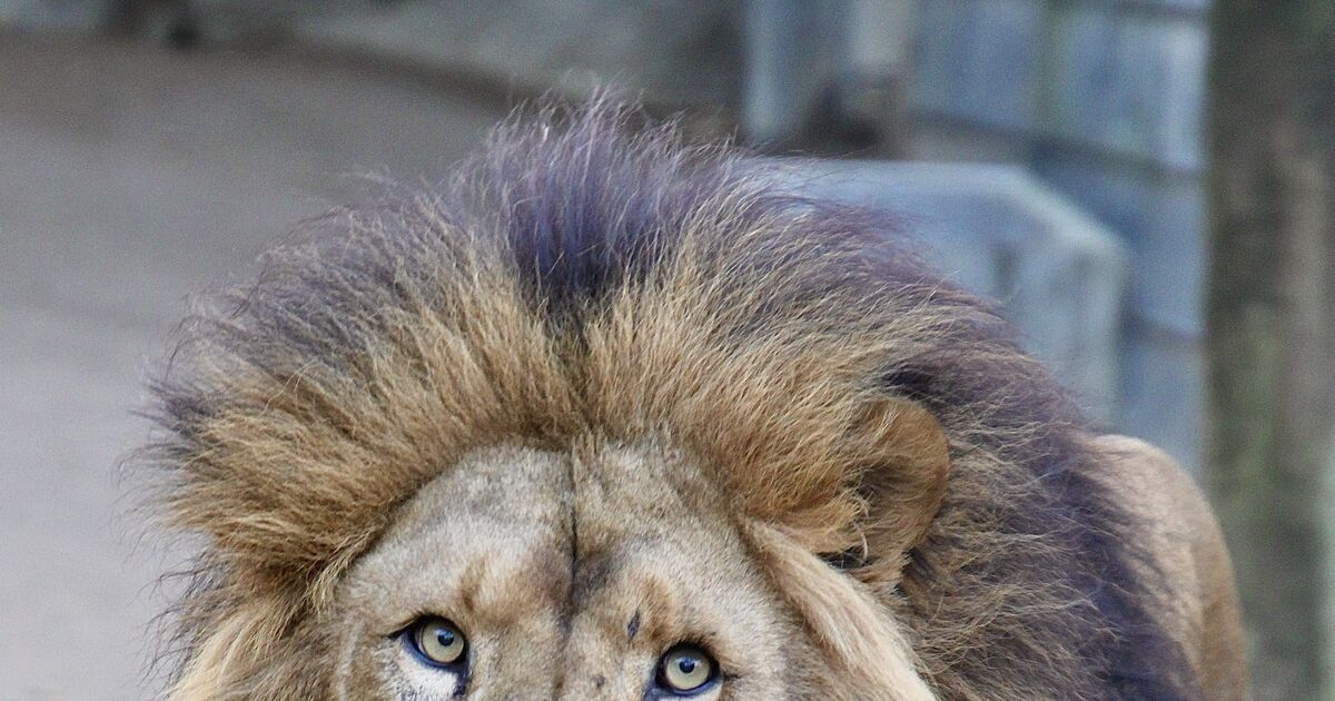 Freud und Leid nah beieinander: Neuer Berberlöwe im Zoo Neuwied, Löwin ...