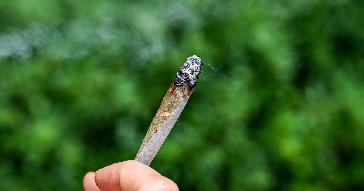 Drogen: Je kommerzieller der Cannabis-Markt, desto höher das Risiko ...